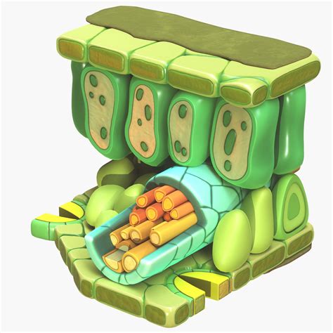 Leaf Anatomy Layers Structure 3d Model By Zames1992d