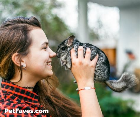 Chinchilla Love T Ideas For Chinchilla Lovers