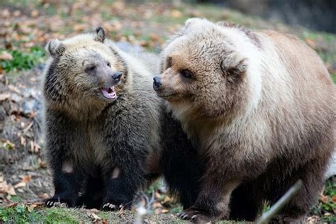 Brown Bear Cubs Bear Baiting Again Banned In National Preserves In