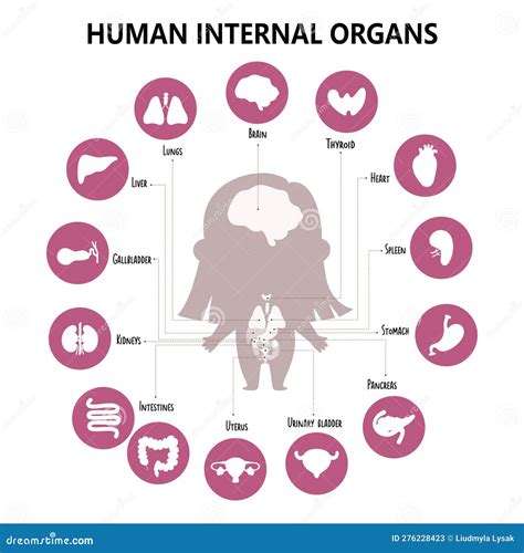 Anatomy Human Body Infographic With Girl And Visual Structure Internal