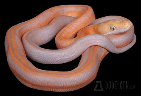 Albino Purple Phase Reticulated Python Traits Morphpedia