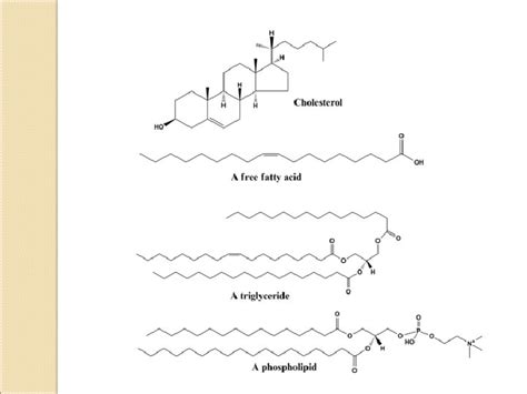 Biochemical Aspects Of Digestion Of Lipids Dr Sumbul