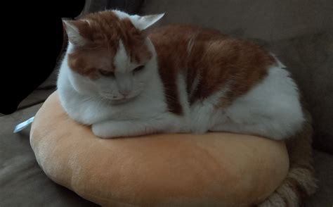Bartleby Sitting On A Donut Plush R Bartlebythecat