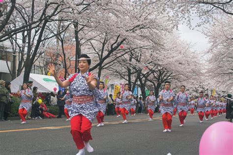 2025 Cherry Blossom Sakura And Hanami In Japan Kyuhoshi