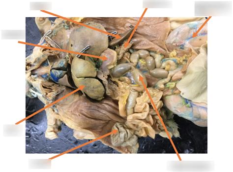 Rat Dissection 6 Diagram Quizlet