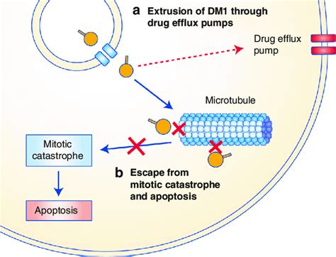 T Dm1 Resistance Arising From Impairment Of Dm1 Mediated Cytotoxicity