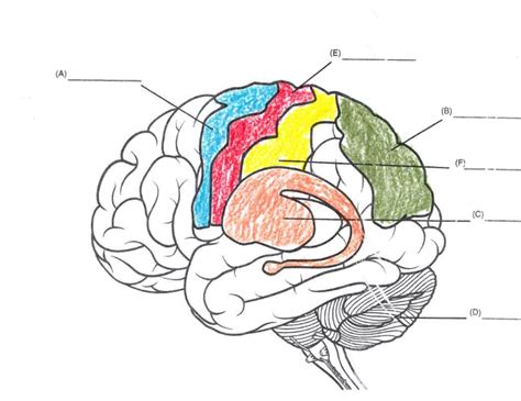 Diagram Of 7 5 Main Brain Areas Involved In Motor Cortex Quizlet