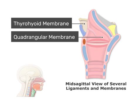 Quadrangular Membrane The Larynx Is Divided Into 3 Different Segments