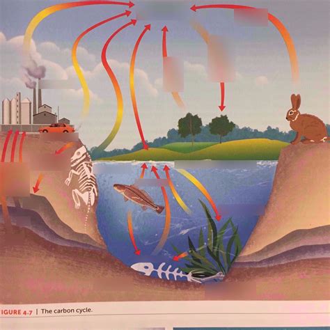 The Carbon Cycle Diagram Quizlet