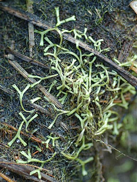 Riccia Fluitans Ricciaceae