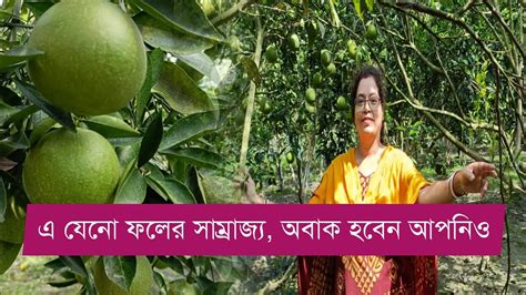 Malta Farming In West Bengal এযেনো ফলের সাম্রাজ্য অবাক হবেন আপনিও