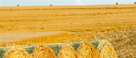 Купить земельный участок сельскохозяйственного назначения