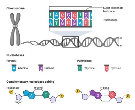 Adenosine Diphosphate Definition Function And Examples