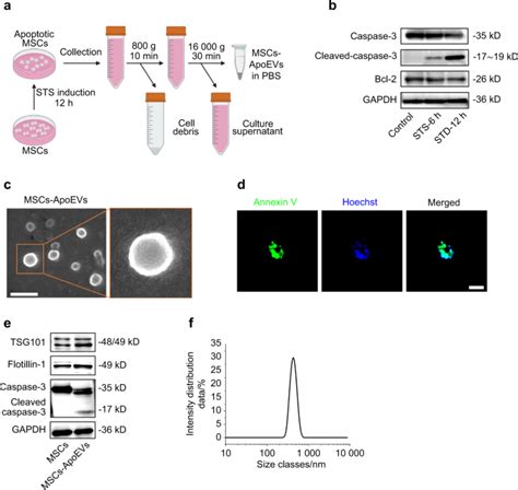 Mscs 衍生的凋亡细胞外囊泡通过诱导成肌细胞释放 Pannexin 1 通道依赖性肌酸来促进肌肉再生international Journal Of Oral Science X Mol