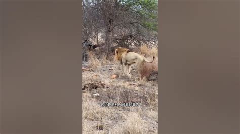 鬣狗裝死騙過雄獅，沒想到最後卻被母獅識破 Wildlife Nature Wildanimals Lion Youtube