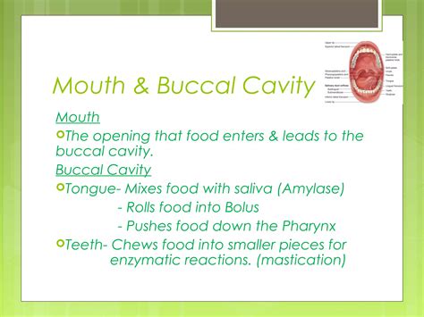 Digestion Ppt My Own Slides Ppt