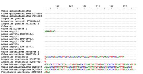 Multiple Sequence Alignment Of Its2 Region Sequences Of Mosquitoes In