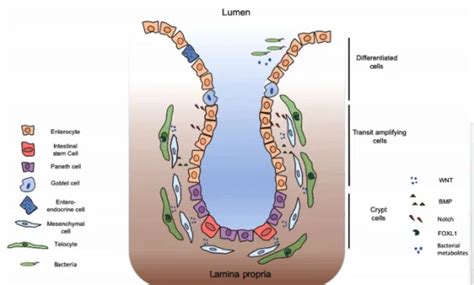 Epithelial Cell Types