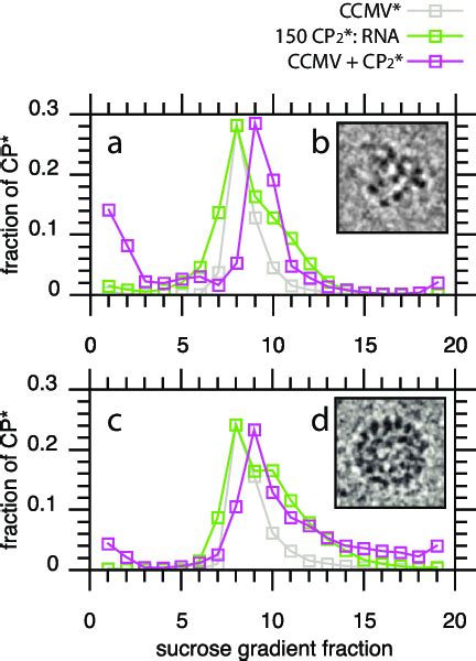 Sucrose Density Gradient Velocity Sedimentation Different Mixtures Download Scientific Diagram