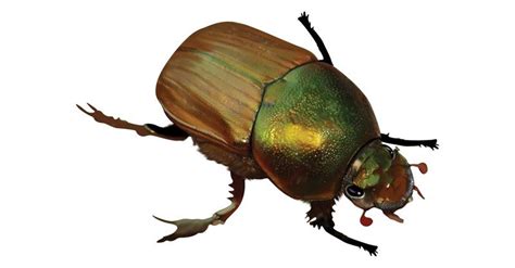 Bronze Beetle Damage Sawan Books