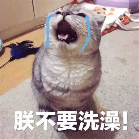 喵喵：总有刁民想害朕！