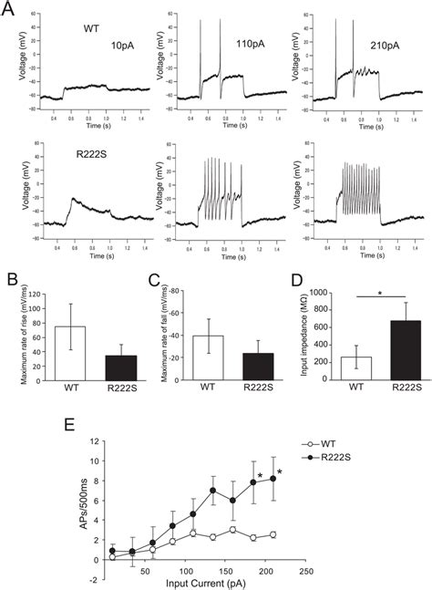 R222s Mutation Increases Excitability In Drg Neurons A Small Drg