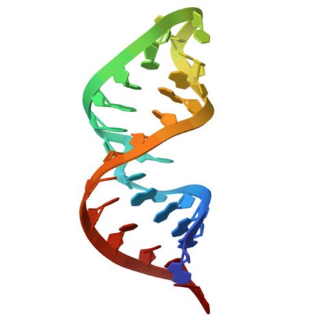 RCSB PDB 2CD3 Refinement Of RNase P P4 Stemloop Structure Using
