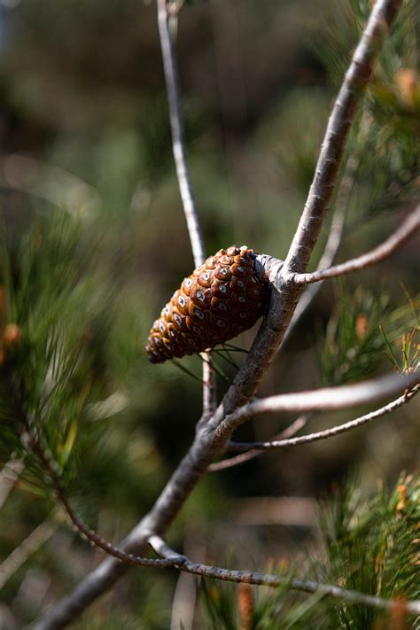 Pine Cone Forest Trees Free Photo On Pixabay Pixabay
