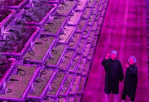 Jones Food Company Enters Administration Seeking Buyer