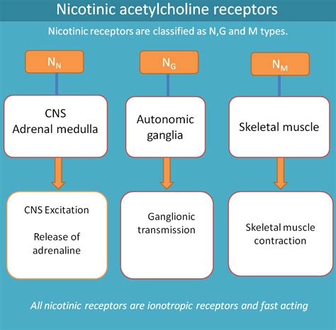 Nicotinic Receptors