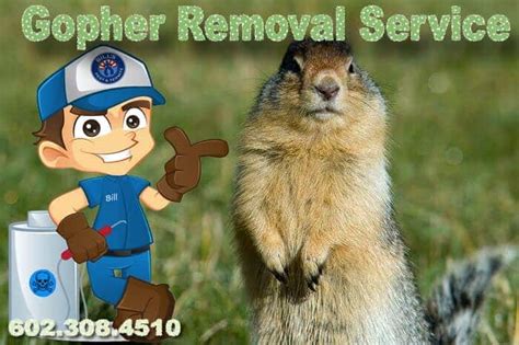 gopher pest control phoenix az best gopher exterminator