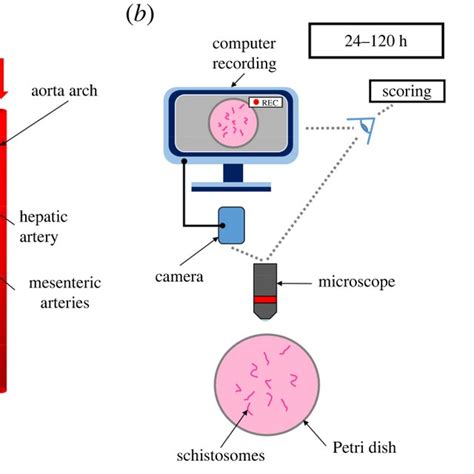 Microfluidic Chip Model A Layout Of The Microfluidic Device Chamber
