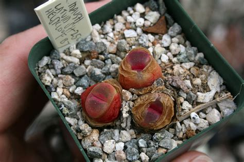 Conophytum maughanii ssp. latum - Helskloof | Lithops, Weird plants ...