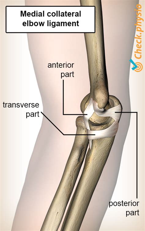 Ulnar Collateral Ligament Elbow