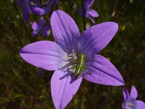A Grasshopper On The Flower Free Photo Download Freeimages
