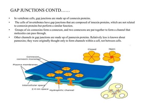 Cell Junctions Cell Adhesion And Extra Cellular Matrix Pptx Biological Sciences Science