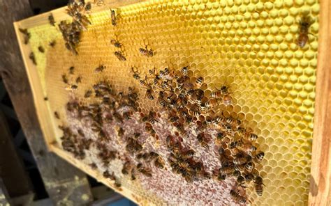 Hi Honey Bee Farm Tour On Oahu Review On What You Need To Know
