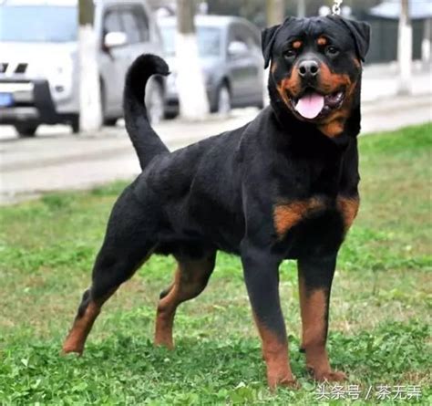 王者之风 罗威纳犬 每日头条