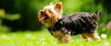 Higiene de un Yorkshire terrier CONSEJOS MAS IMPORTANTES 什什