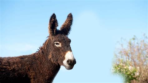 თბილისის ზოოპარკი ვირი და მარტორქა Youtube