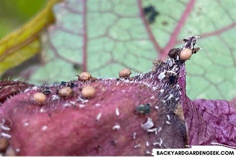 6 Aphid Eating Bugs Tips To Keep Them In Your Garden Backyard