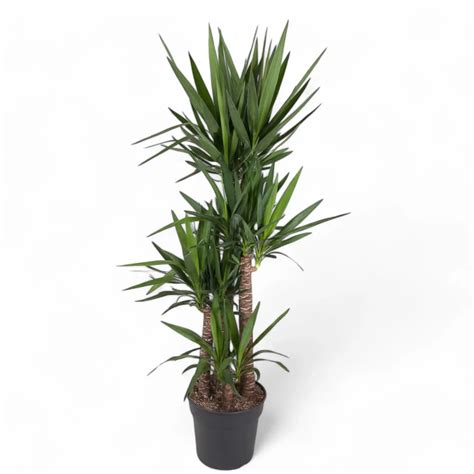 Yucca Gigantea Buy Online At Foliage Factory Plant Shop