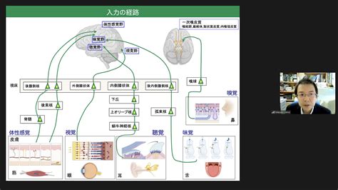 「見てみようヒトの脳と心」をオンライン開催しました お知らせ 新潟大学脳研究所脳研