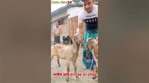 সাঈদ ভাইএর নতুন ছাগল কালেকশন দরদাম সহ বিস্তারিত জানুন ভিডিওতে Goat