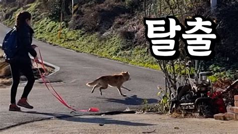 짧았던 외출이 너에게 즐거운 소풍이었기를 Youtube