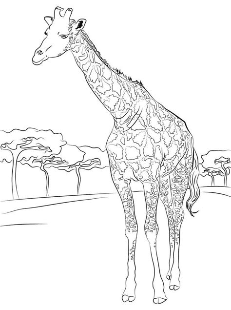Coloriage Girafe à imprimer et dessin