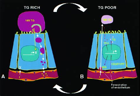 Schematic Representation Of A Proposed Model Of Regulation Of
