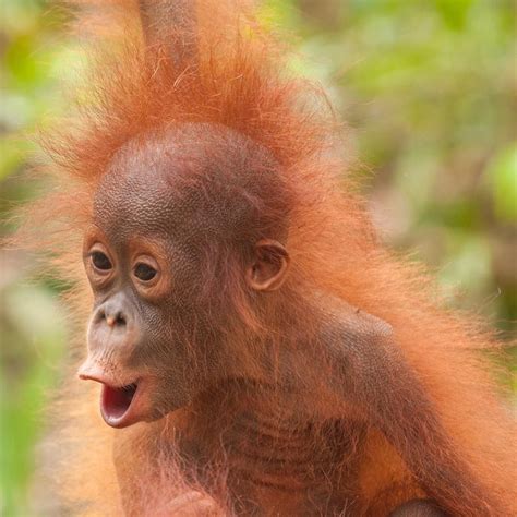 Orangutan Foundation On Instagram “have A Great Weekend