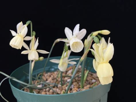 スイセン トリアンドルス パリドゥルス おうち植物園