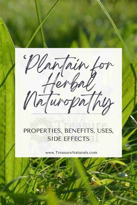 Plantain For Herbal Naturopathy Properties Benefits Uses Side